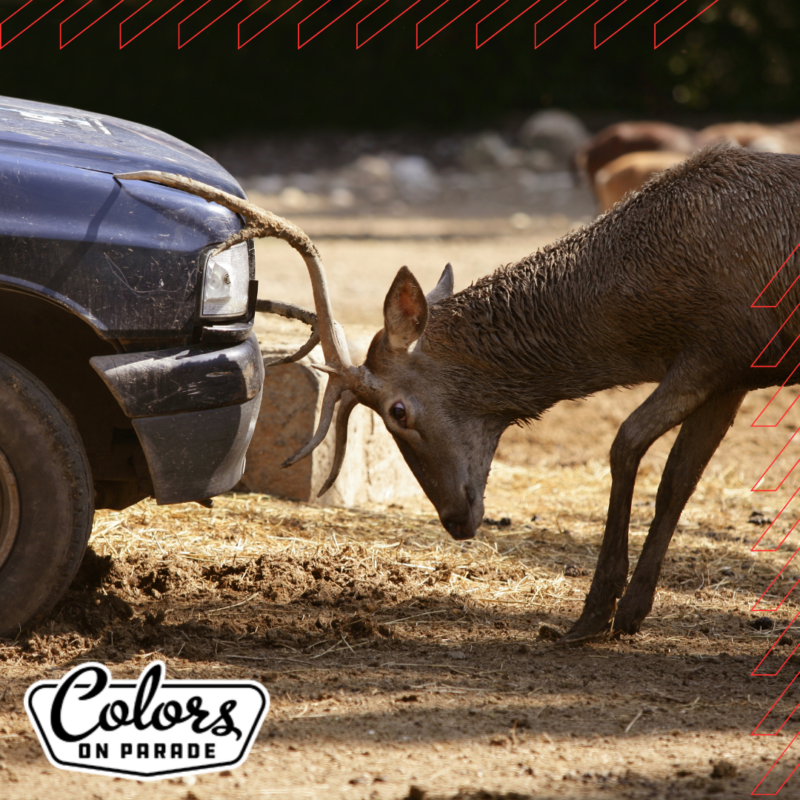 How to Avoid Animal-Related Scratches and Dents | COP USA